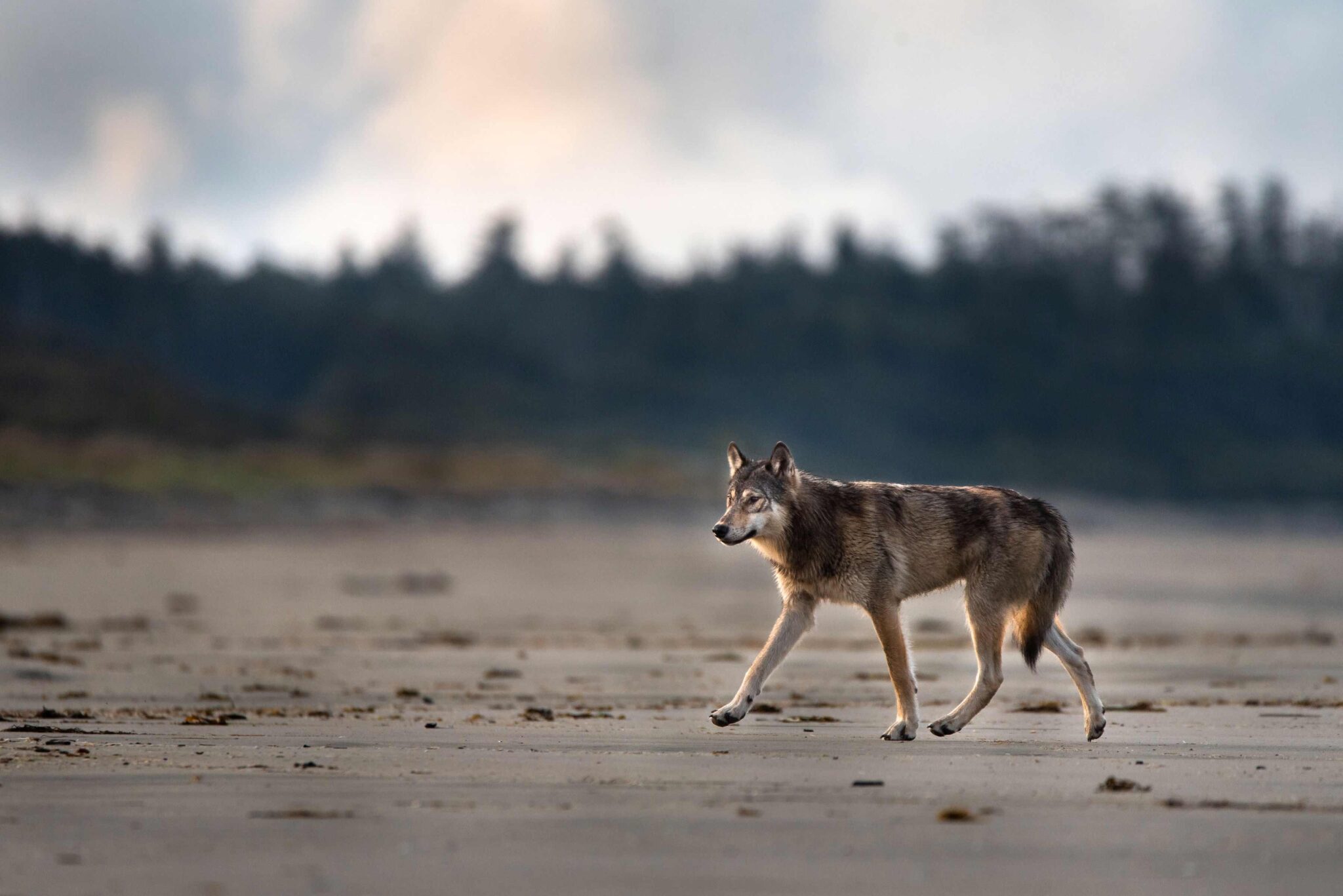 Mirror, mirror on the wall: The wolf as scapegoat | Raincoast