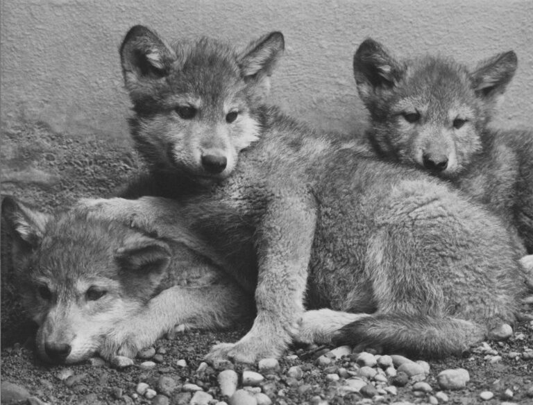 Mirror, mirror on the wall: The wolf as scapegoat | Raincoast