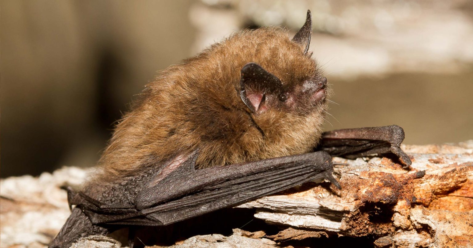The story of Coastal Douglas-fir forests: All about bats | Raincoast